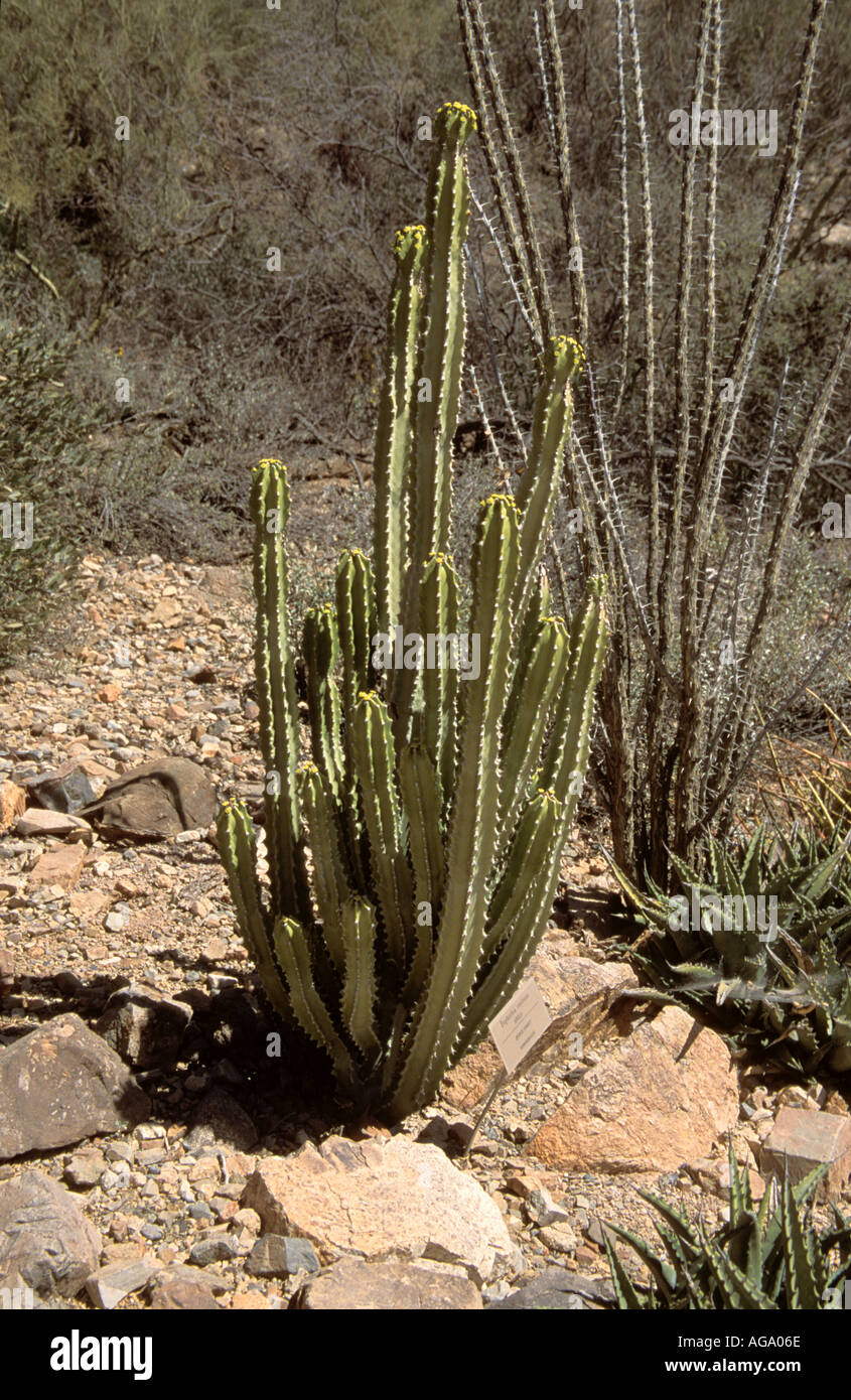 Cactus Euphorbia Royleana