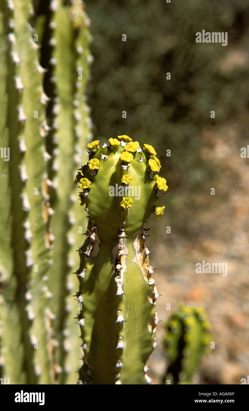 Cactus Euphorbia Royleana