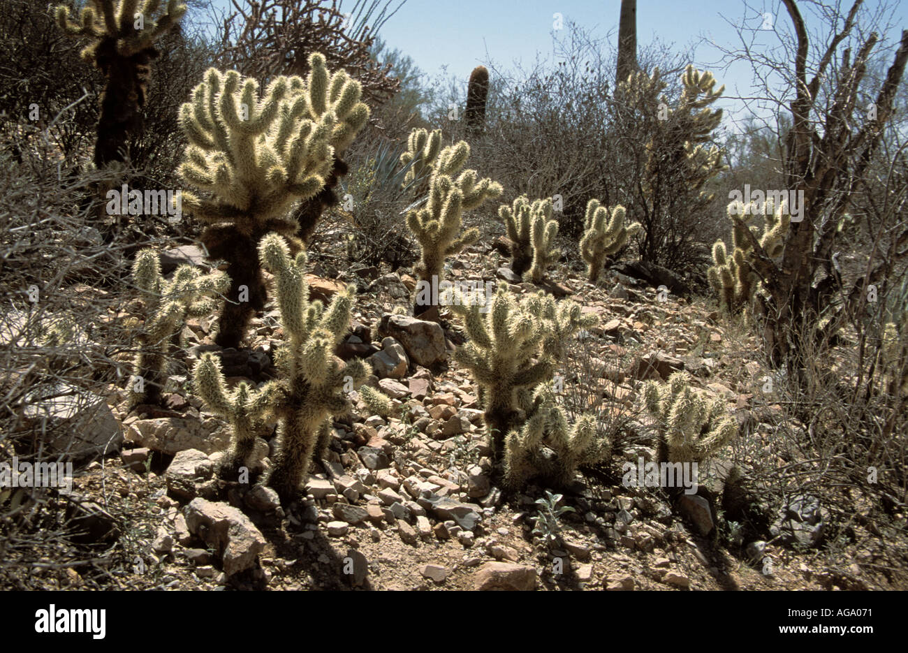 Arizona USA Sonoran Desert Museum Flora Fauna Teddy Bear Cholla Choya ...