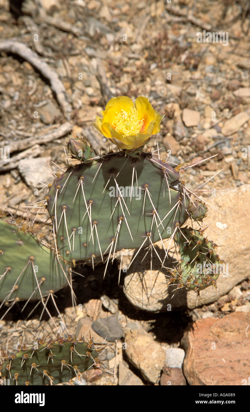 Arizona USA Sonoran Desert Museum Flora Fauna Desert Marigold Hierba ...
