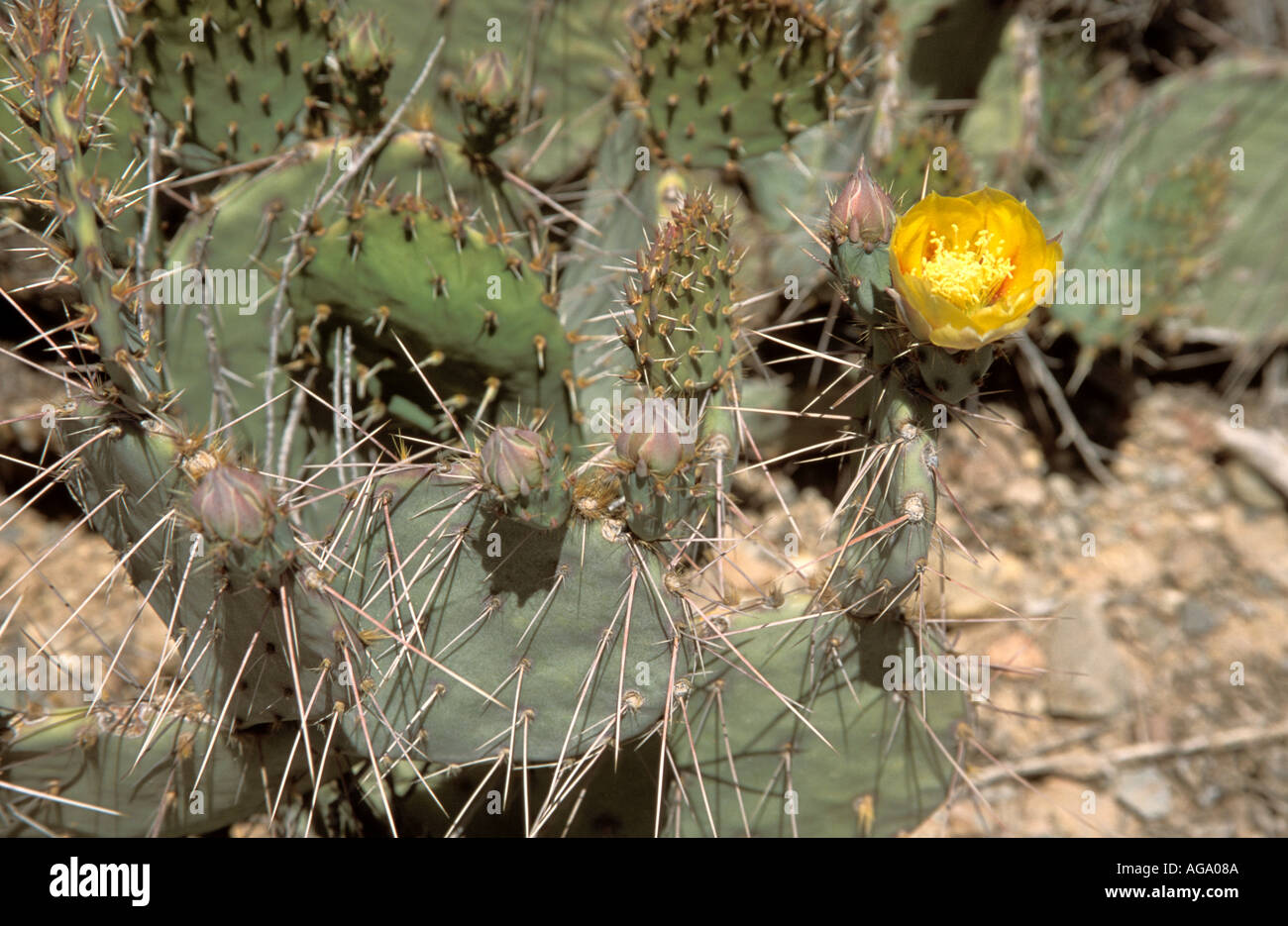 Arizona USA Sonoran Desert Museum Flora Fauna Desert Marigold Hierba ...
