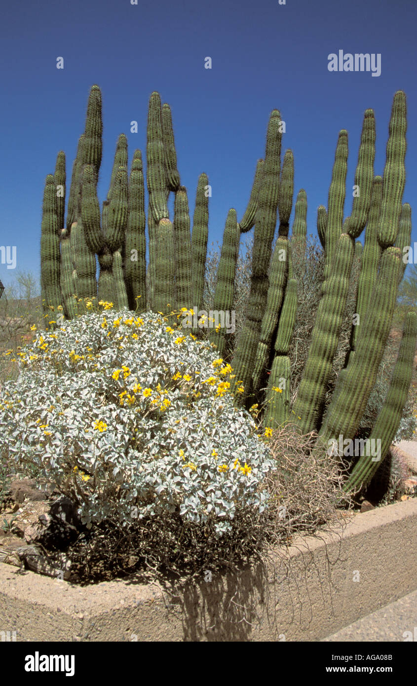 Arizona USA Sonoran Desert Museum Flora Fauna Cactus Stock Photo - Alamy