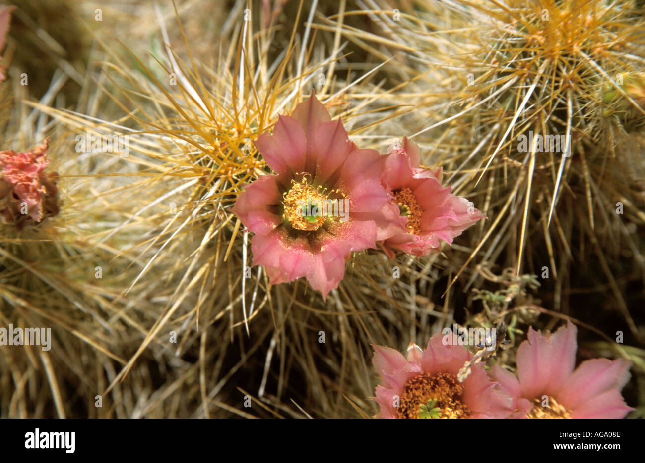 Arizona USA Sonoran Desert Museum Flora Fauna Golden Hedgehog ...