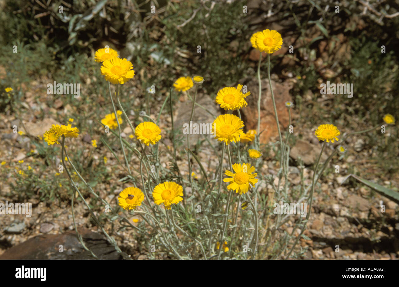 Arizona USA Sonoran Desert Museum Flora Fauna Desert marigold Stock ...