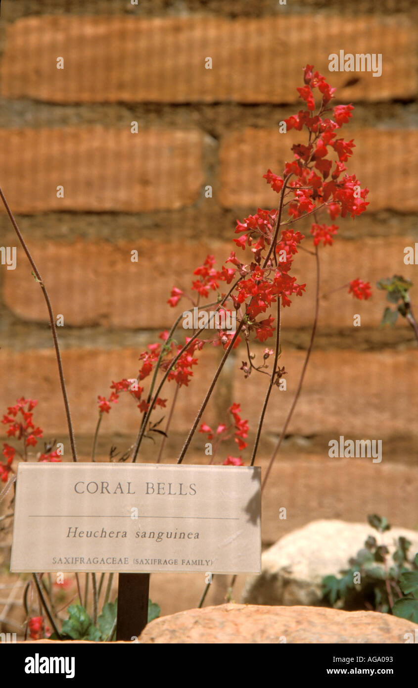 Arizona USA Sonoran Desert Museum Flora Fauna Coral Bells Heuchera ...