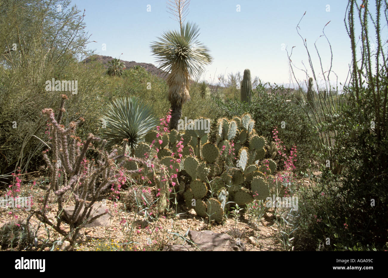 Arizona usa sonoran flora fauna hi-res stock photography and images - Alamy