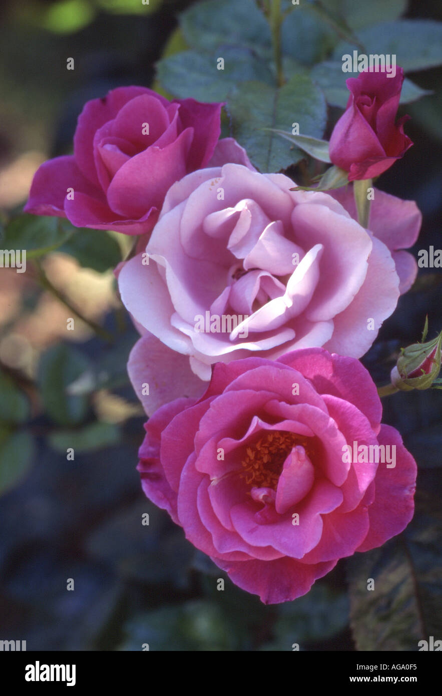 Odour roses hi-res stock photography and images - Alamy