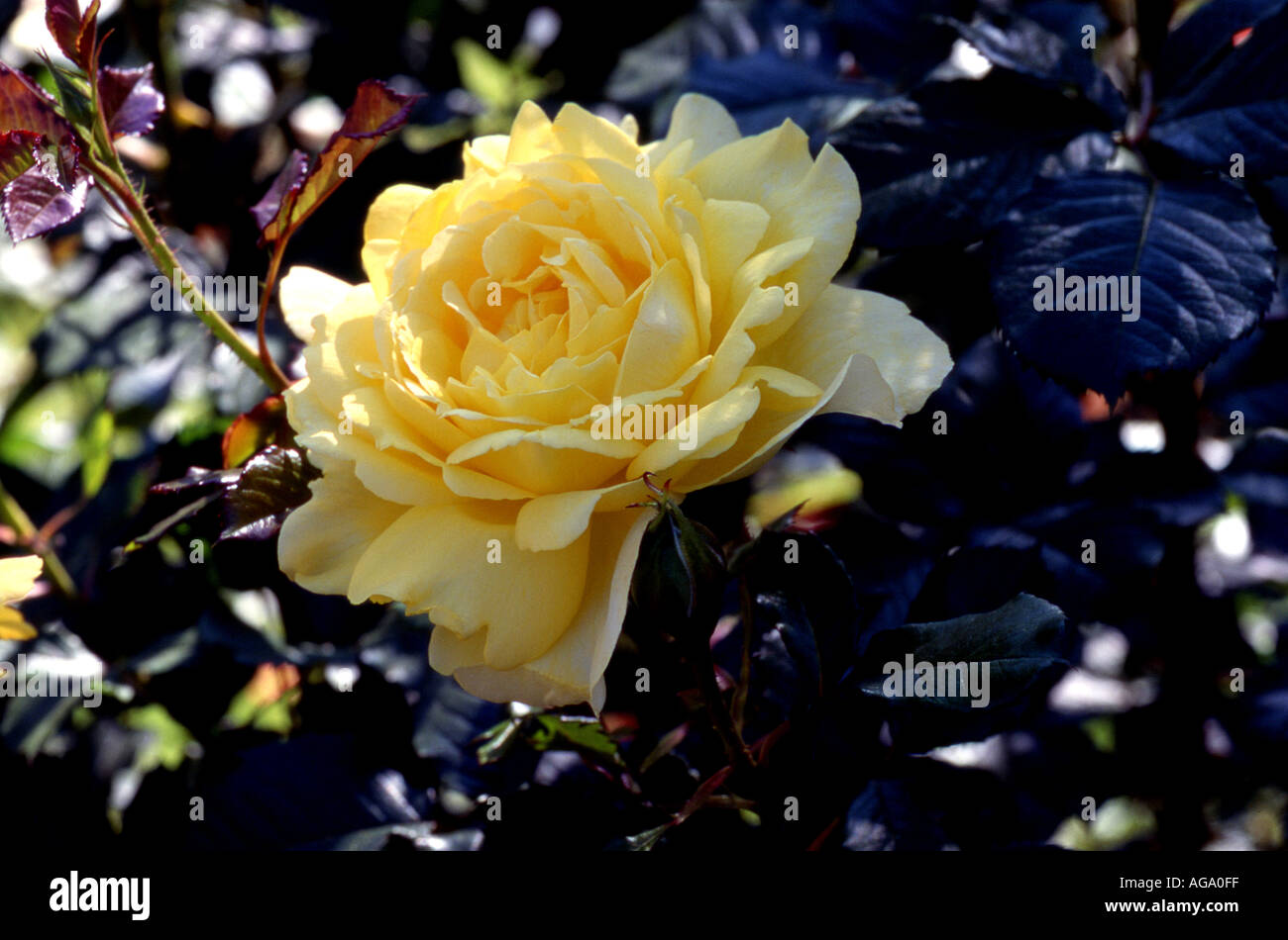 Rose botanic yellow shrubs hi-res stock photography and images - Alamy