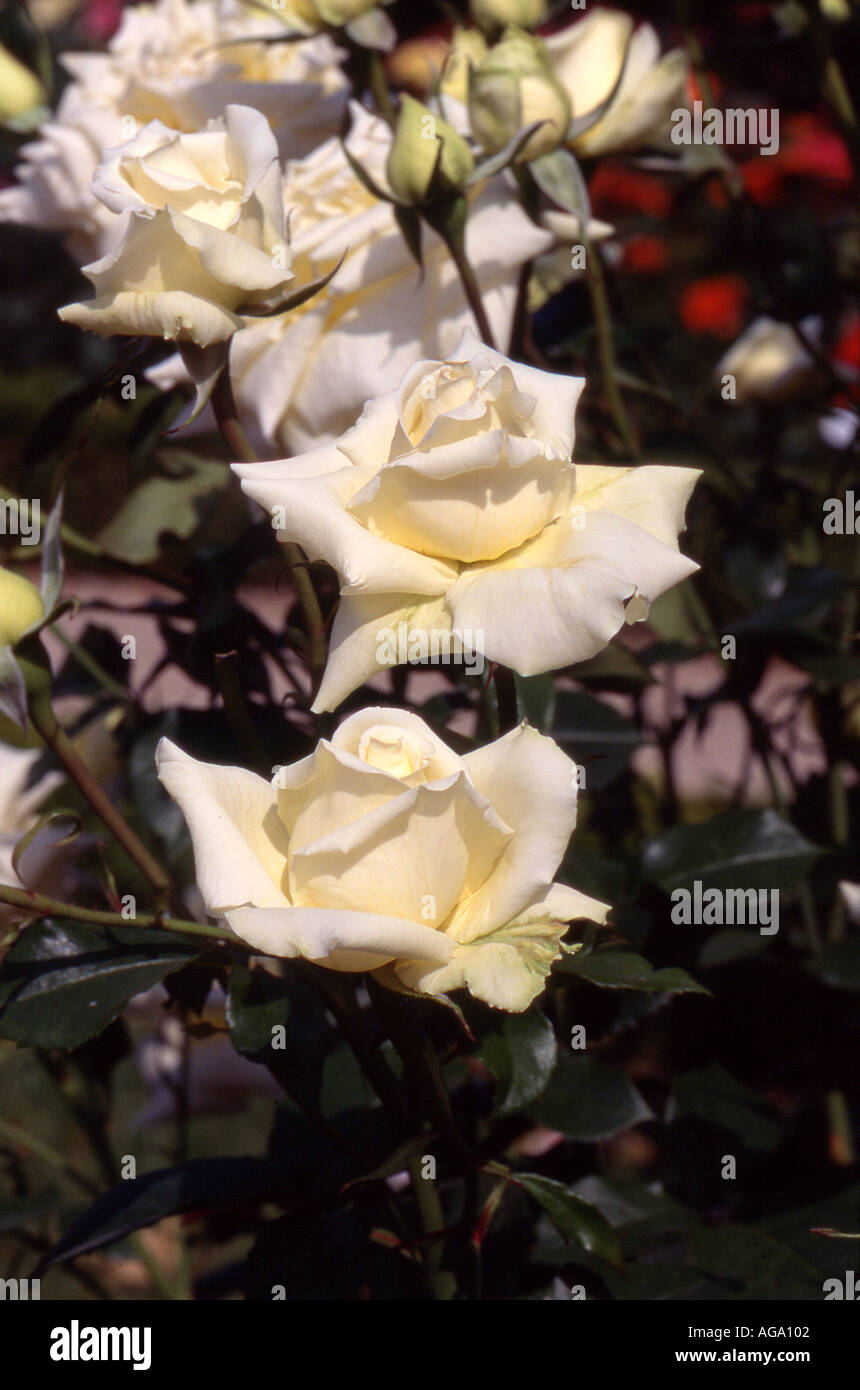Rose botanic yellow shrubs hi-res stock photography and images - Alamy