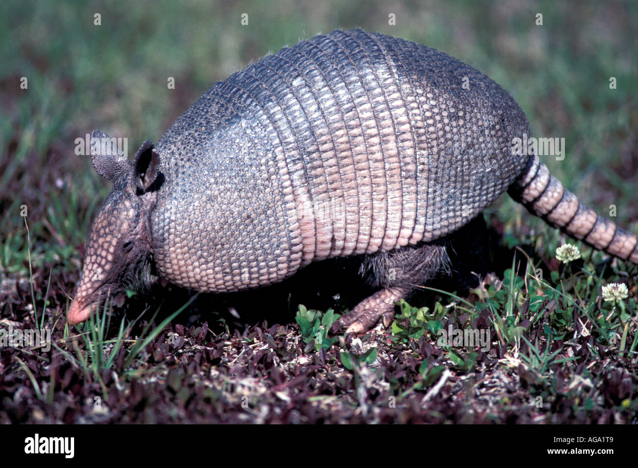 Nine banded armadillo looking down on animal Stock Photo - Alamy