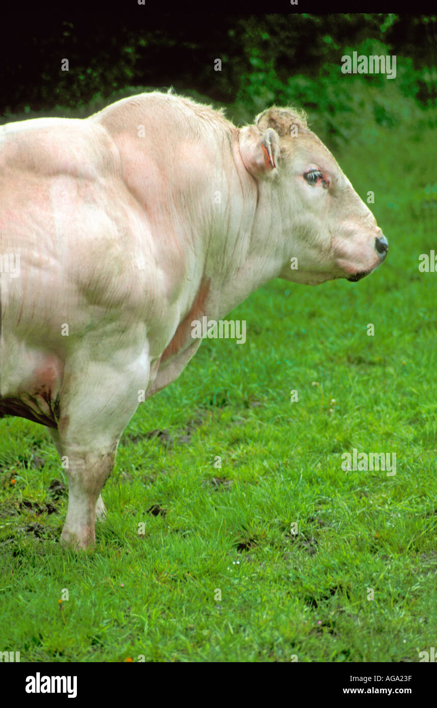 White muscular Bull Stock Photo - Alamy
