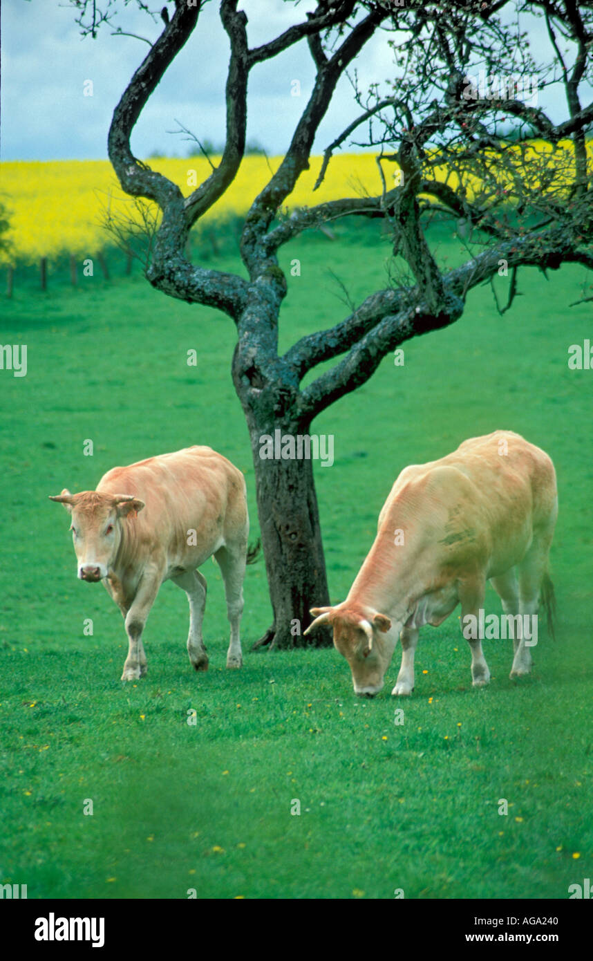 Cows grazing under tree Stock Photo - Alamy