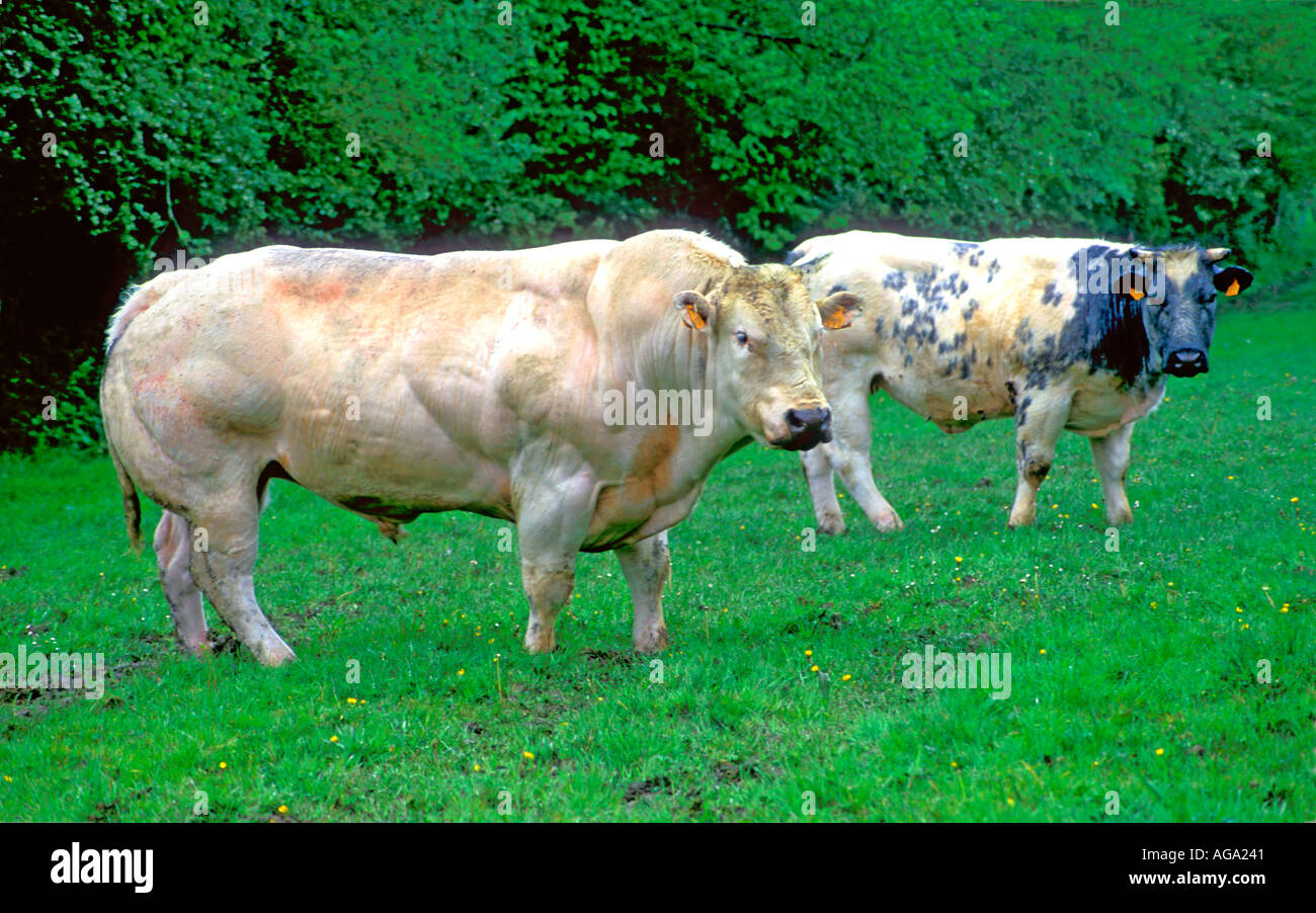 White muscular Bull and Cow Stock Photo - Alamy