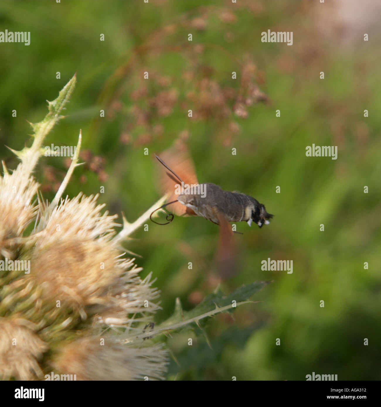 The Hummingbird Hawk Moth Macroglossum stellatarum Stock Photo - Alamy