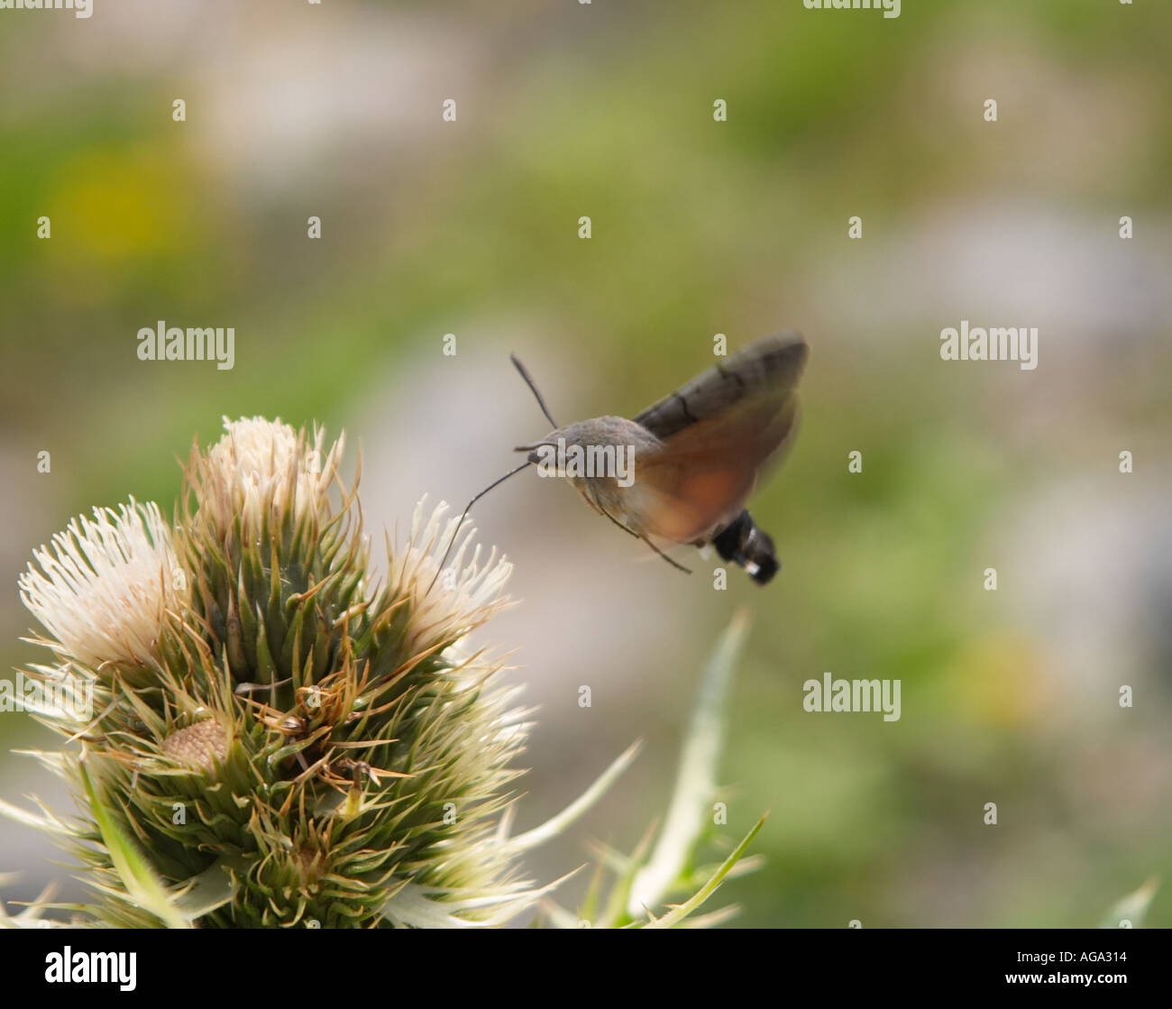 The Hummingbird Hawk Moth Macroglossum stellatarum Stock Photo - Alamy