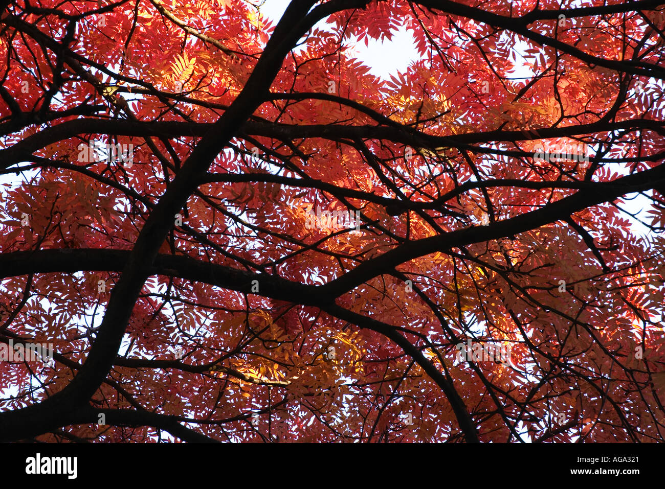 Japanese Mountainash Sorbus commixta rosaceae in the autumn with red ...