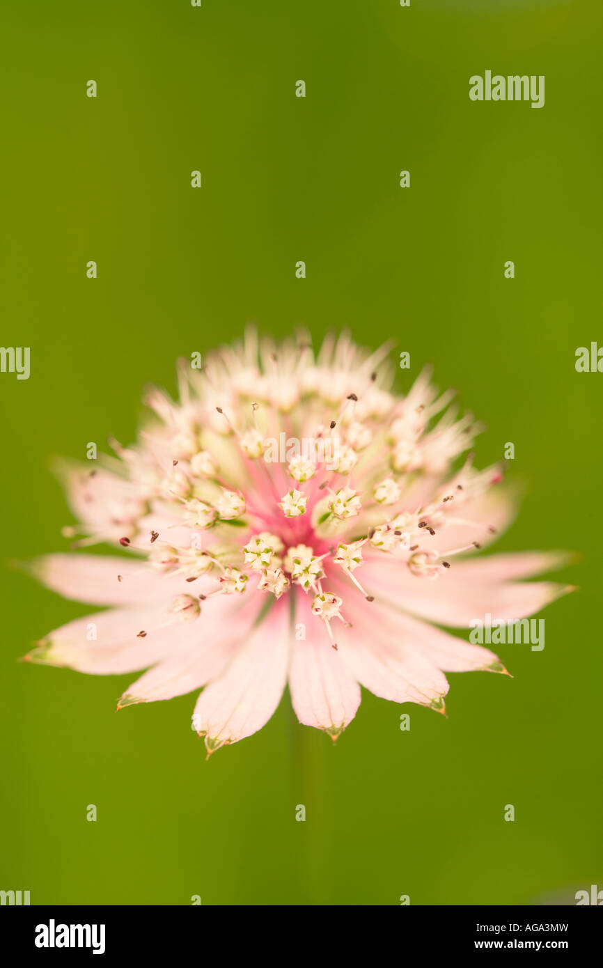 Masterwort Flower "Astrantia major Stock Photo - Alamy