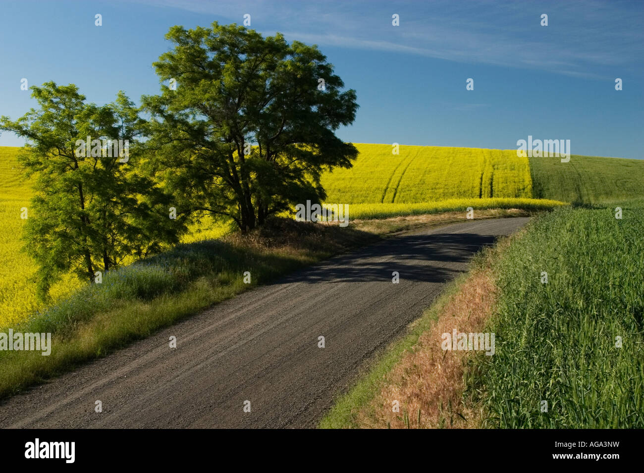 Southern Washington State, USA, farmland in spring Stock Photo - Alamy