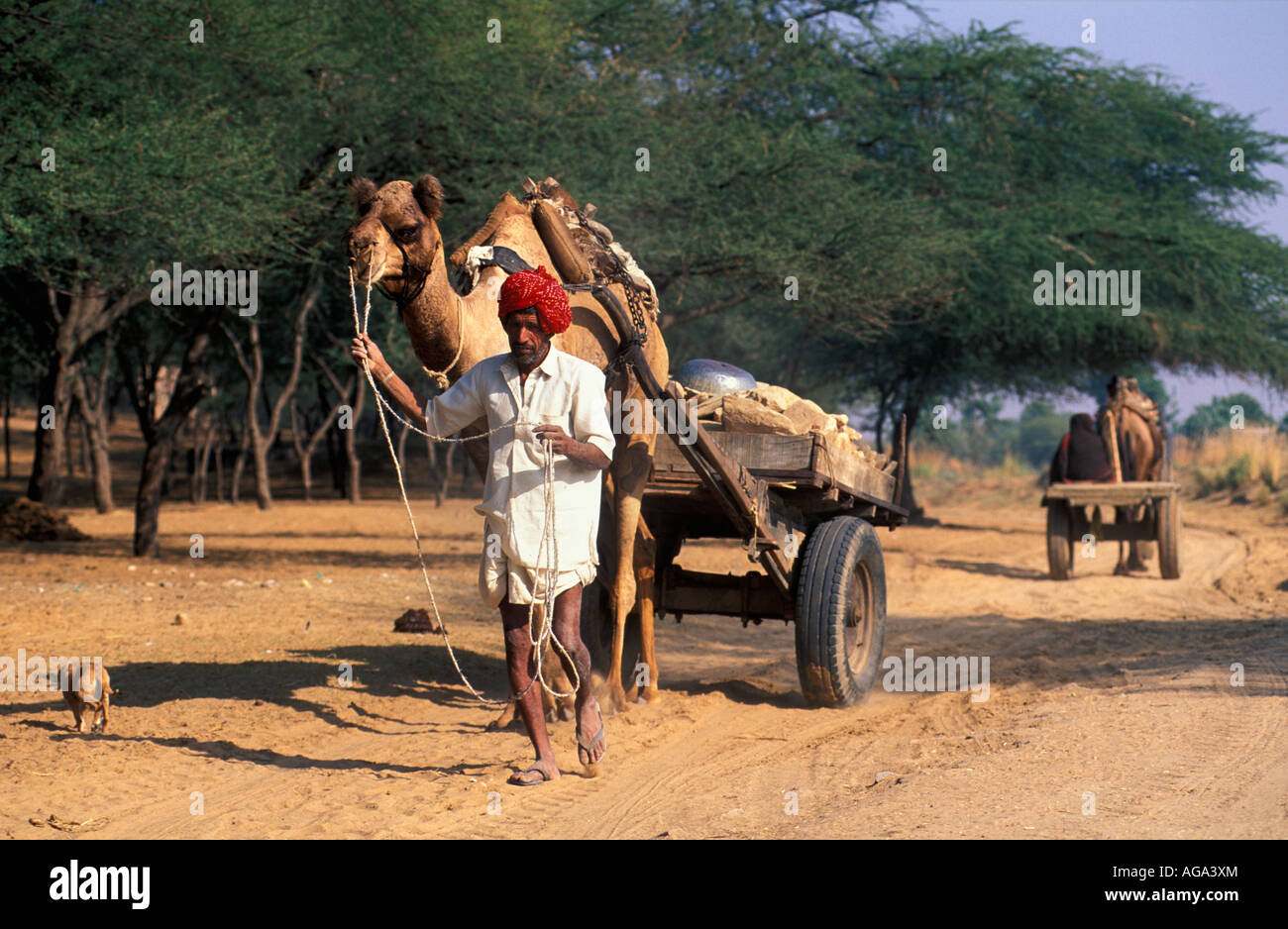 India, Rajasthan, Jaipur Man with camel drawn cart Stock Photo - Alamy