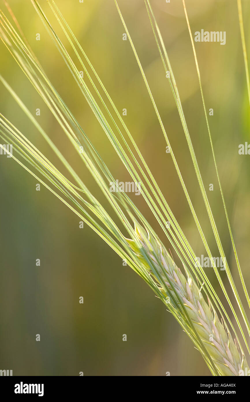 Close up of Ear of Barley Stock Photo - Alamy