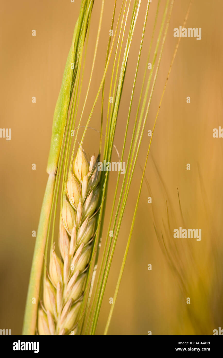 Close up of Ear of Barley Stock Photo - Alamy