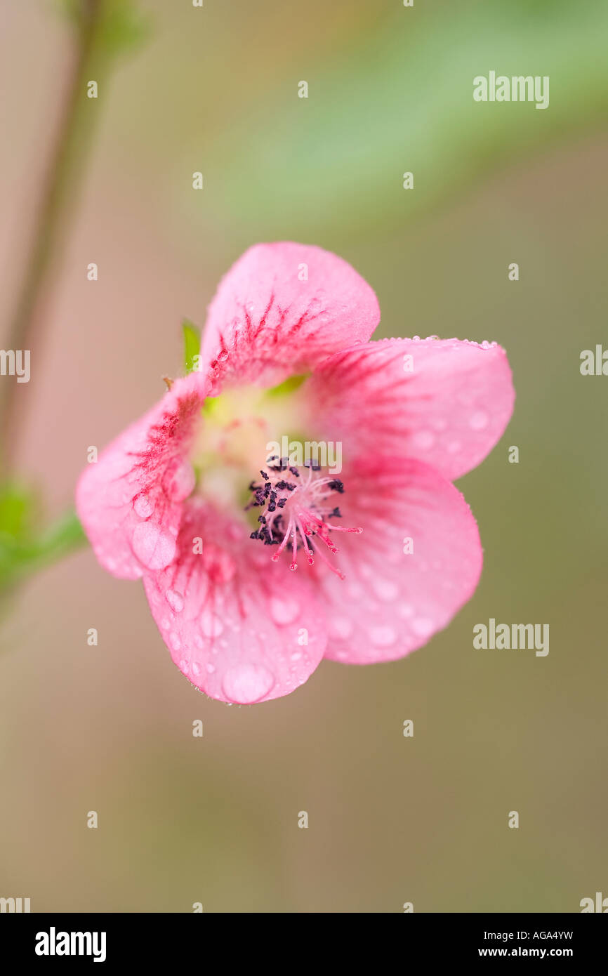 Close up Cape Mallow Flower Anisodontea capensis Stock Photo - Alamy
