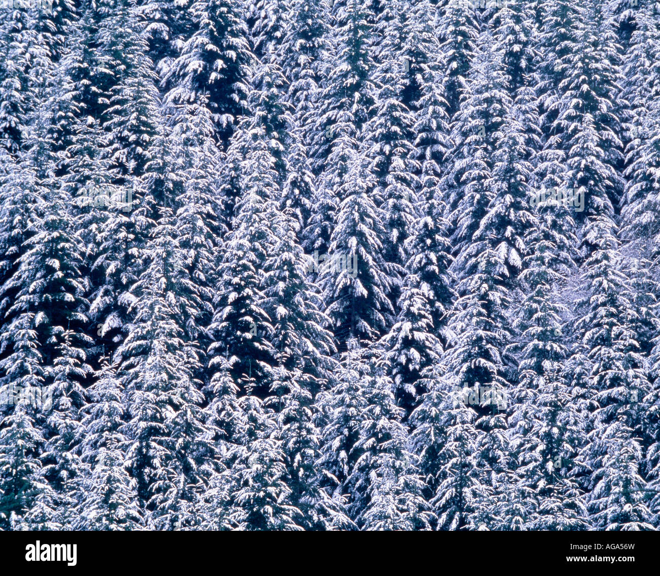 Evergreen Forest Covered in Snow Stock Photo - Alamy