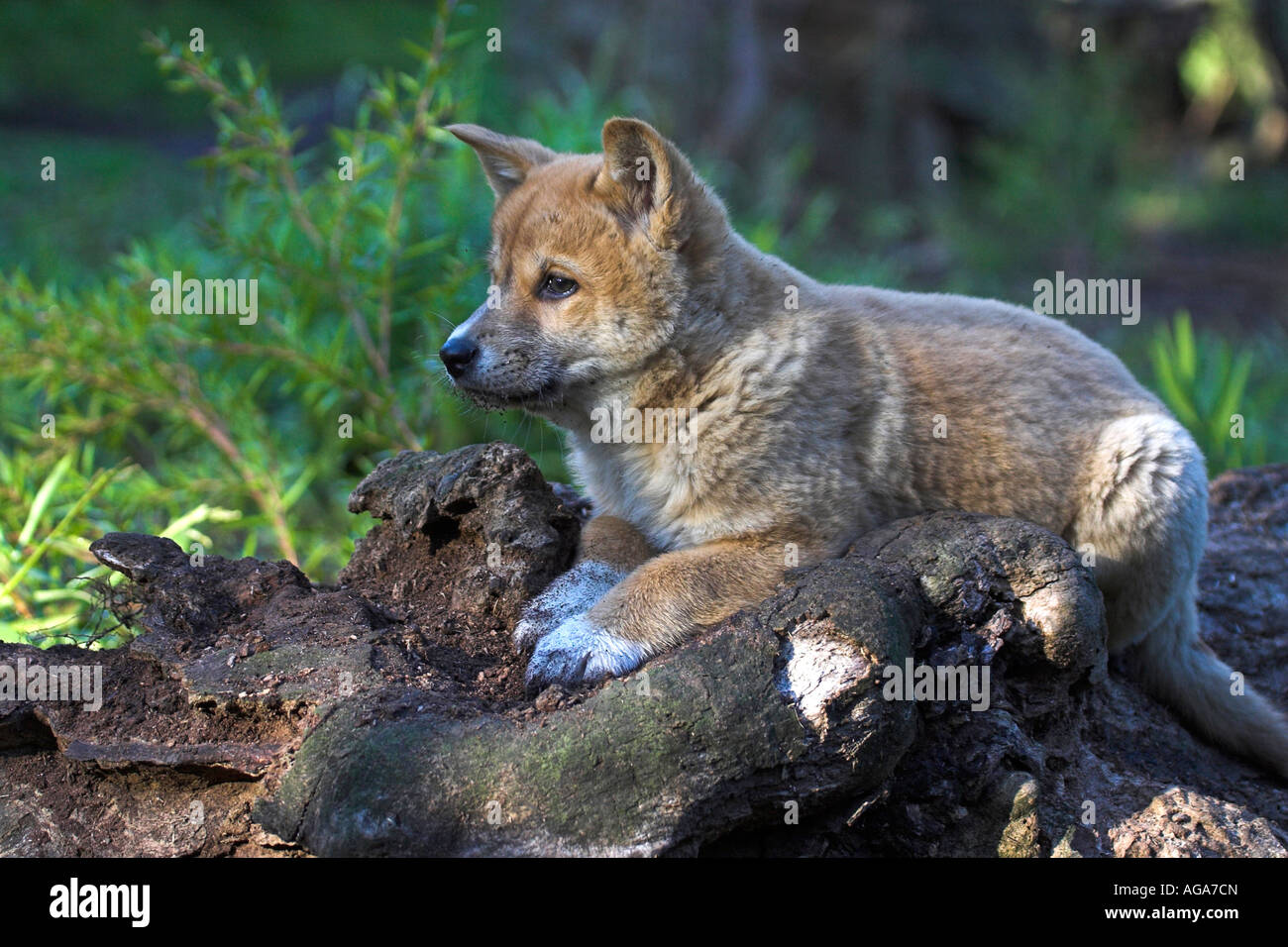 dingo, canus lupus dingo, single puppy laying on a log Stock Photo - Alamy