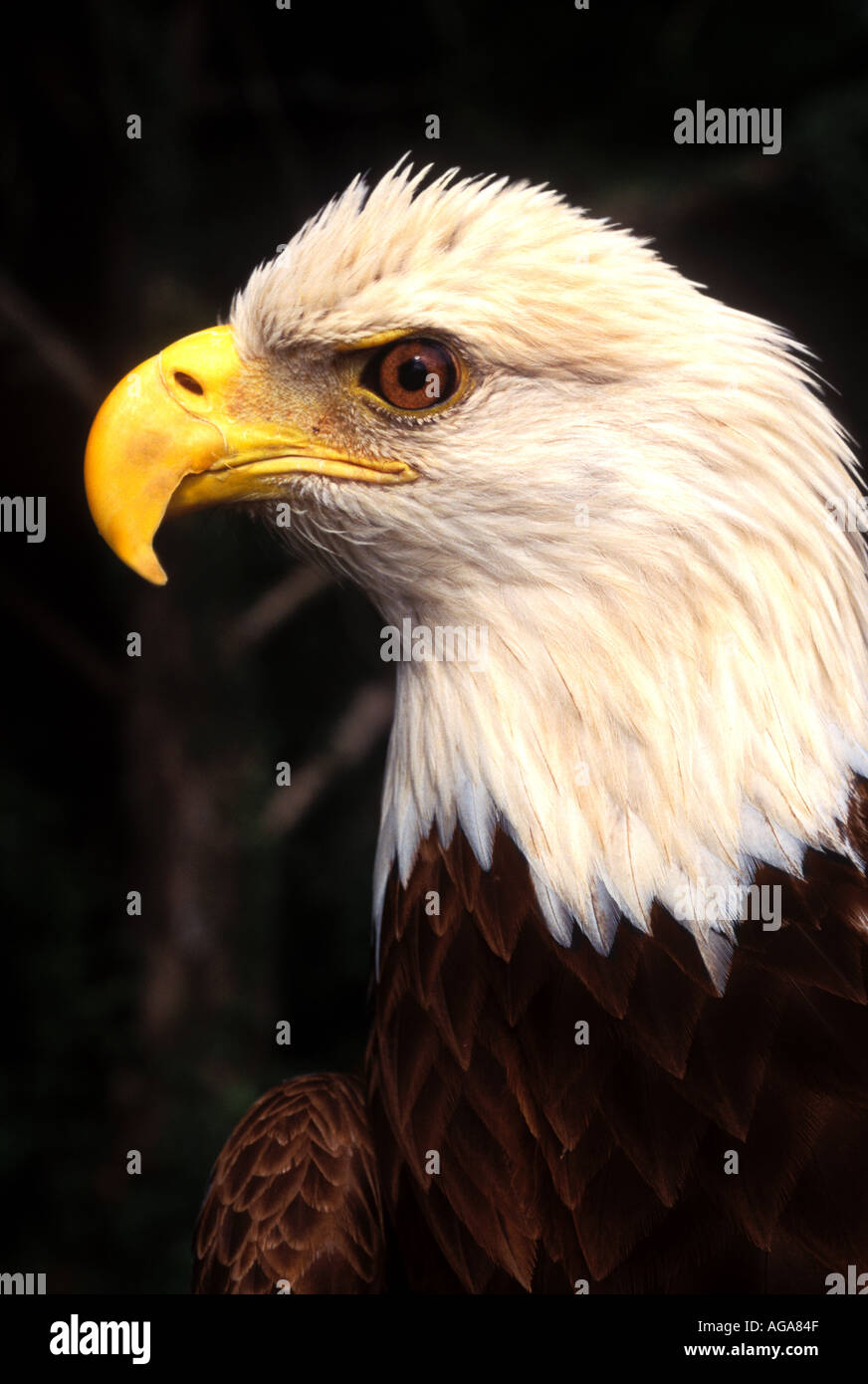 America s Symbol The Bald Eagle in Nature Stock Photo - Alamy