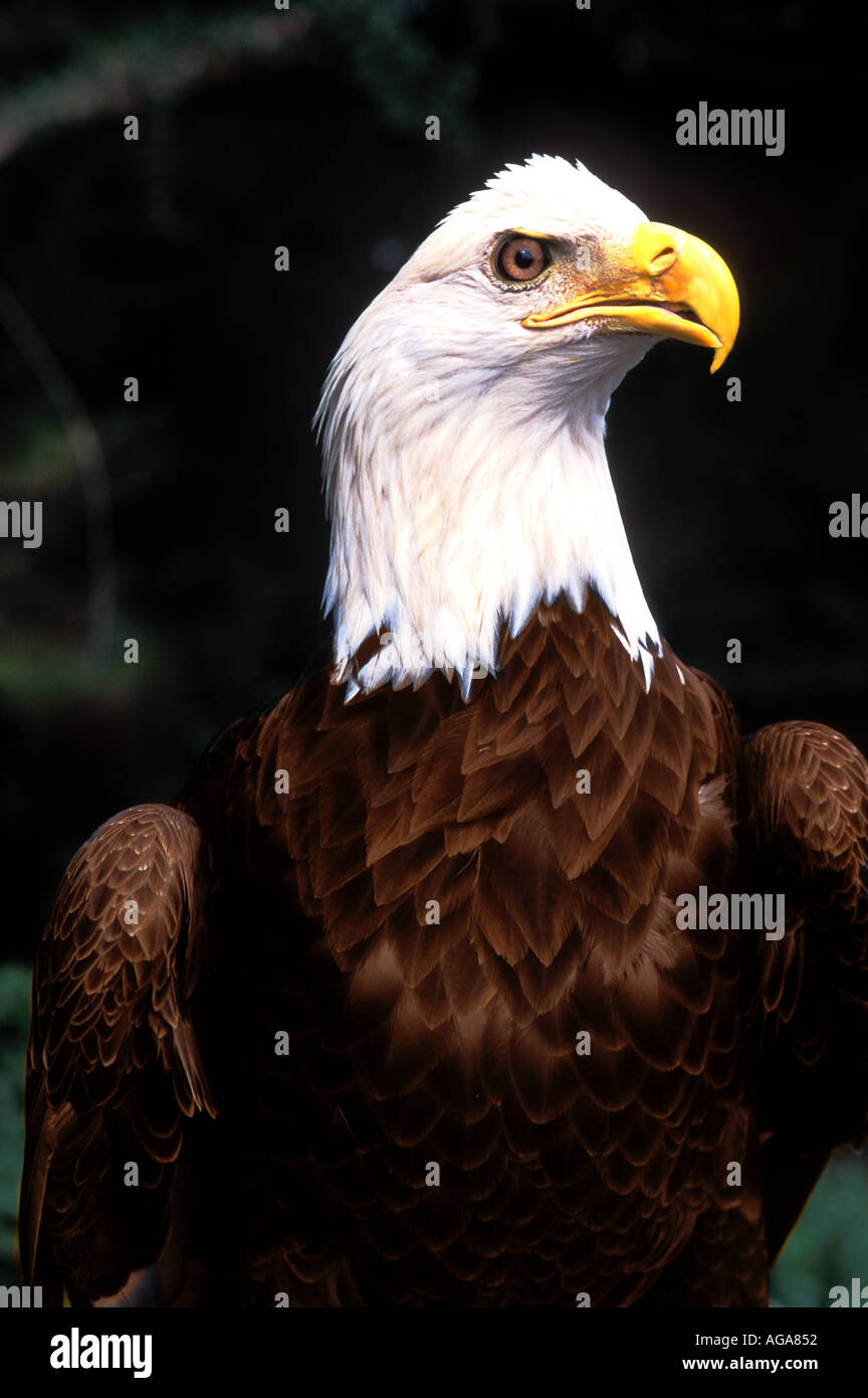 America s Symbol The Bald Eagle in Nature Stock Photo - Alamy