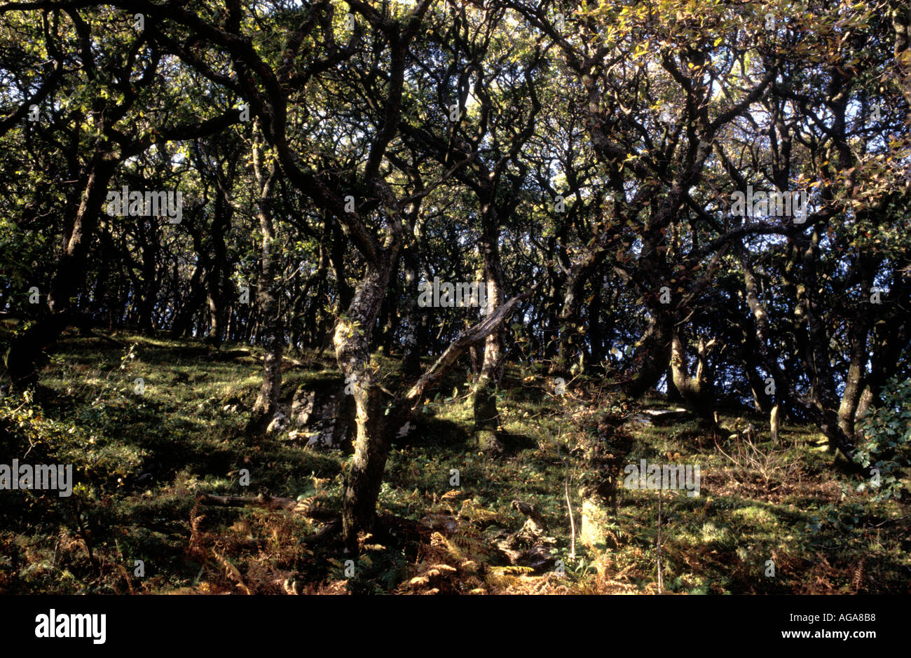 An oak forest in Doone Valley, Exmoor, Devon, UK. 1995 Stock Photo - Alamy
