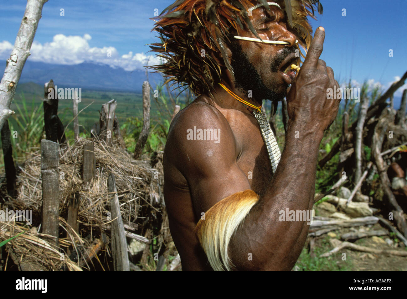 Dani man eating a grub which has been roasted over an open fire The ...