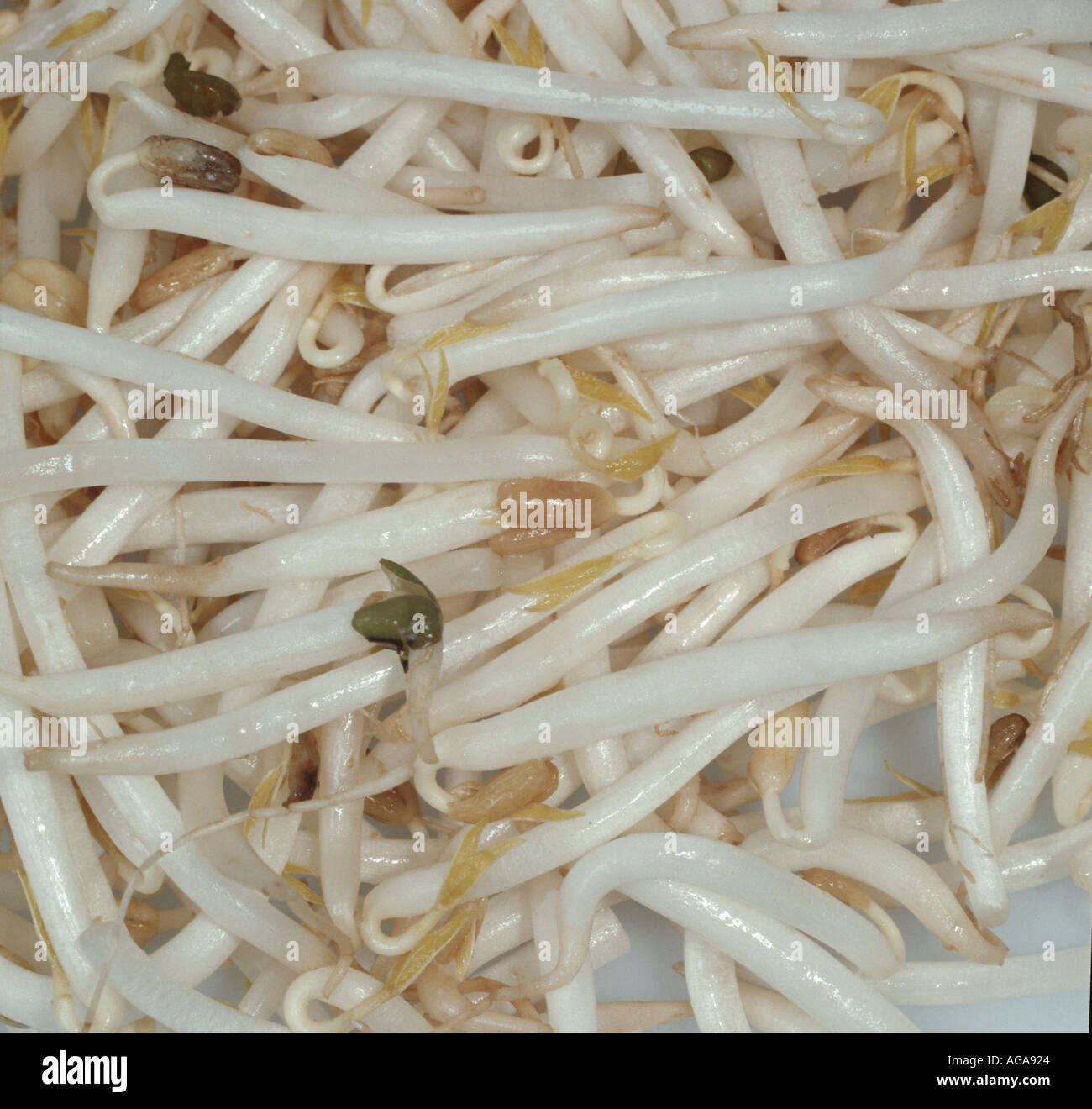 Bean sprouts grown from mung bean seed ( Vigna radiata Stock Photo - Alamy