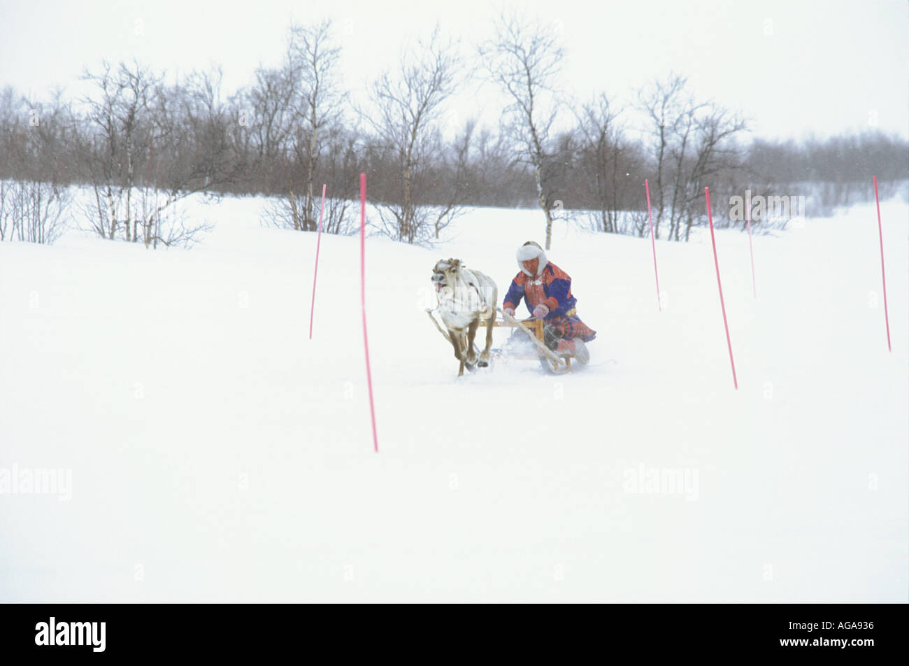 Saami man in traditional clothes participating in the Easter reindeer ...