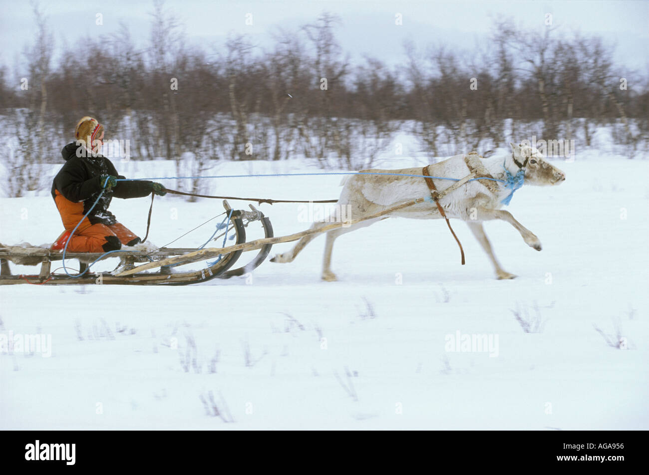 Sami people with reindeer sleigh hi-res stock photography and images ...