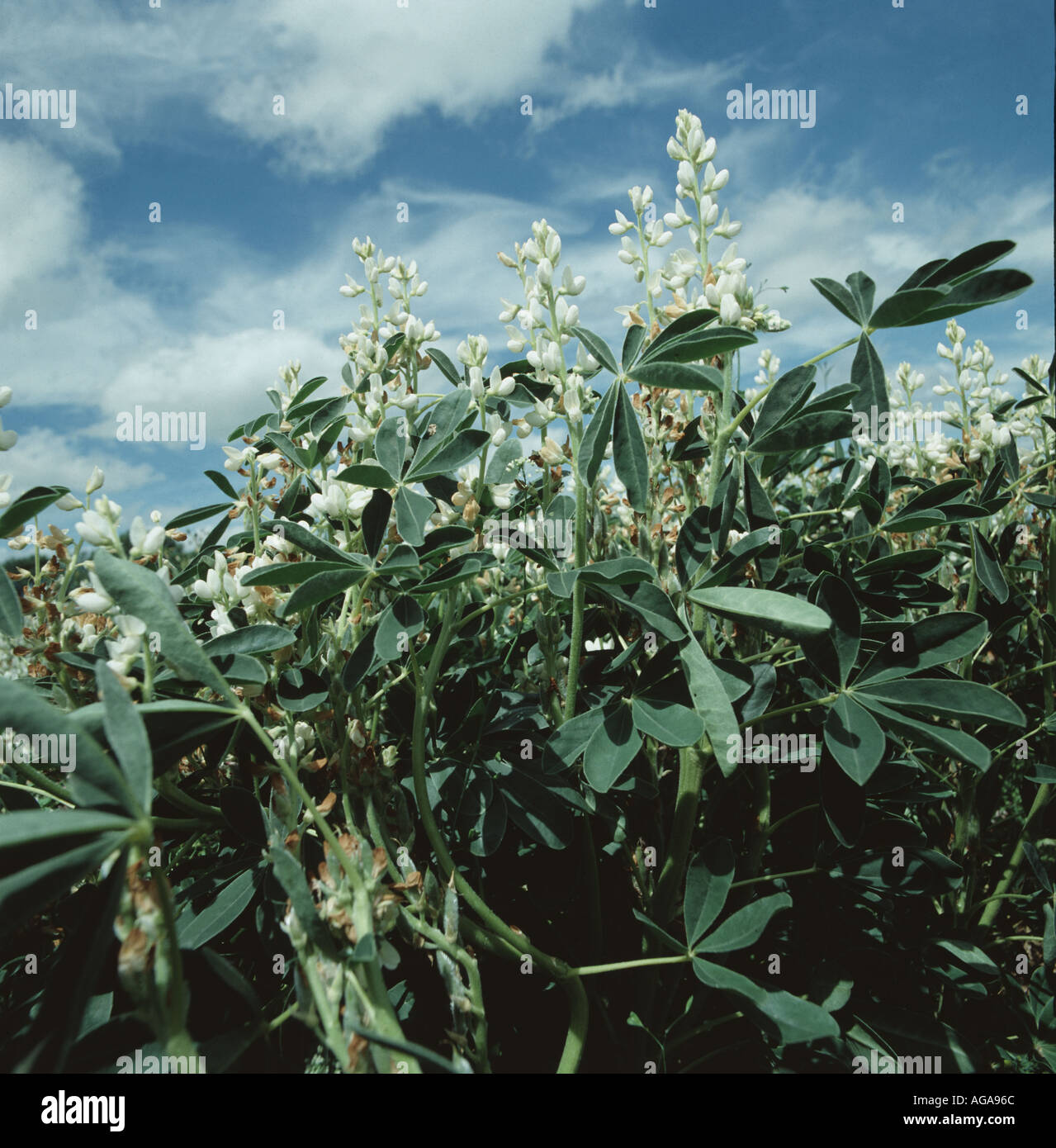 Lupin Crop High Resolution Stock Photography and Images - Alamy