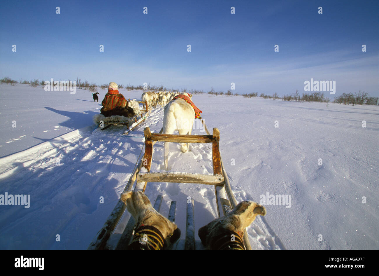 Sami people with reindeer sleigh hi-res stock photography and images ...