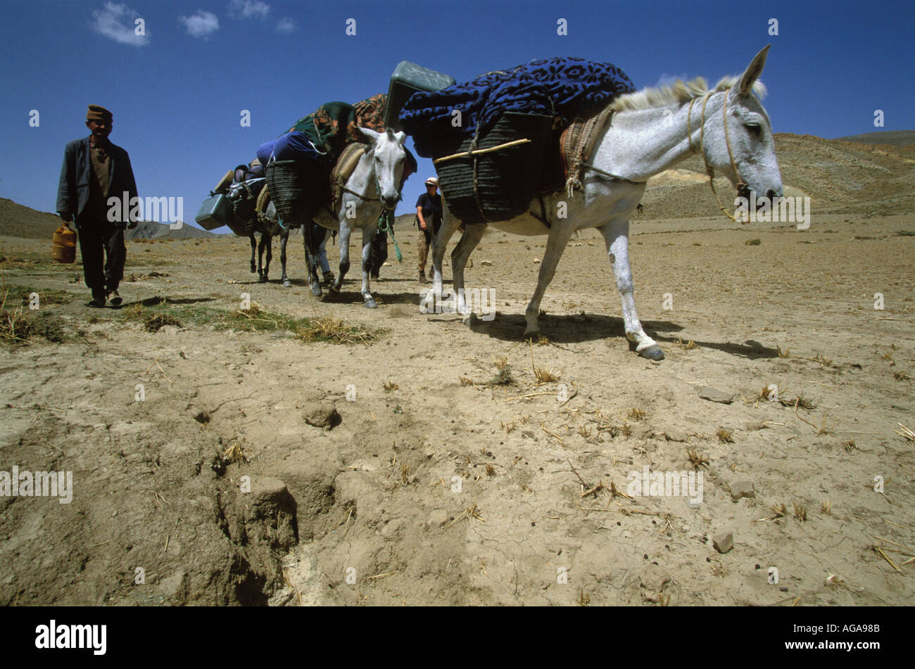 Pack mules, Berber mule keeper and tourist on a trek through the High ...