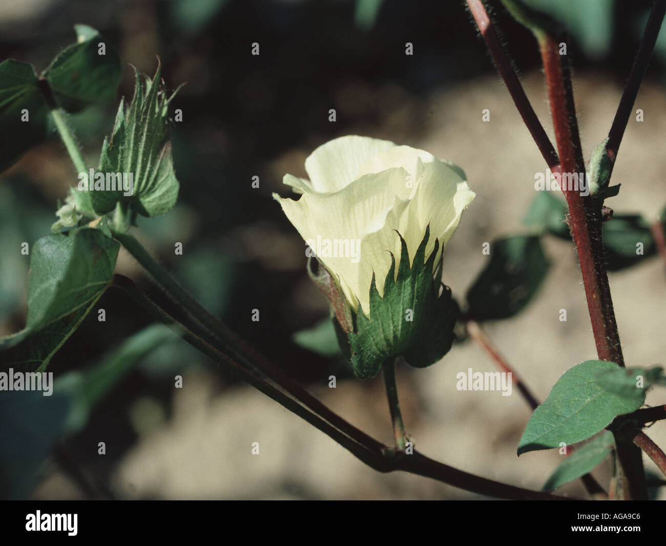 A flowering cotton plant, Gossypium hirsutum, Mississipi USA Stock ...