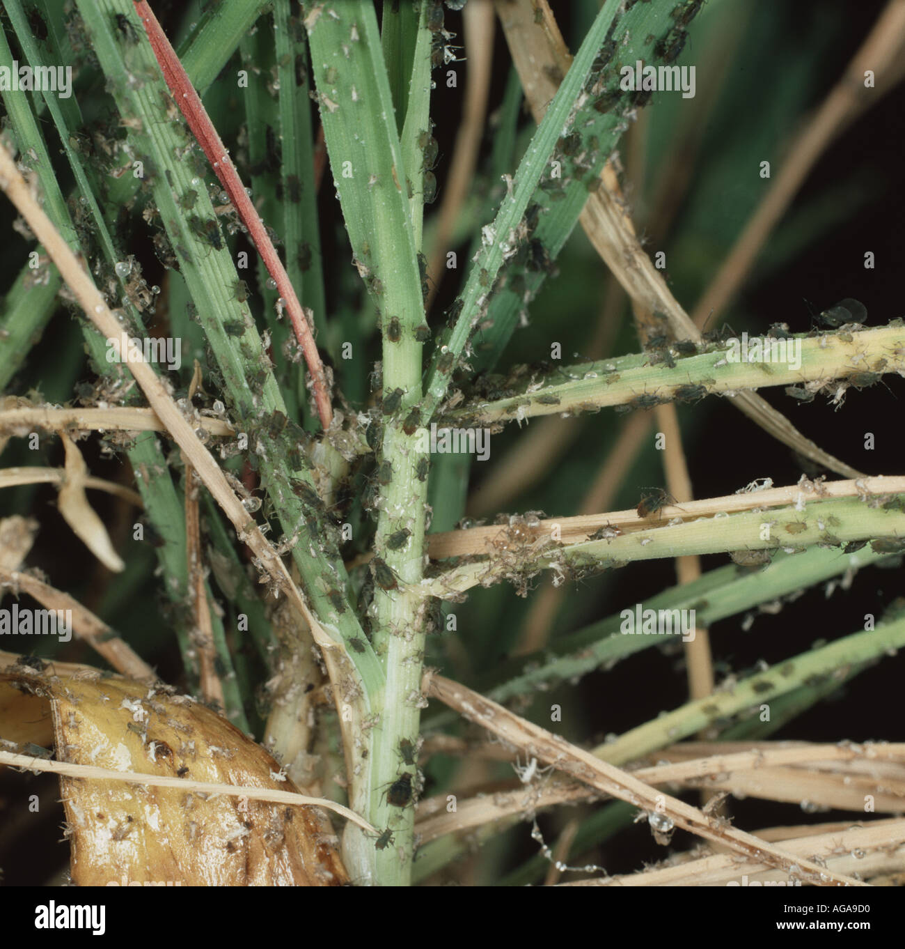 Bydv barley yellow dwarf virus hi-res stock photography and images - Alamy