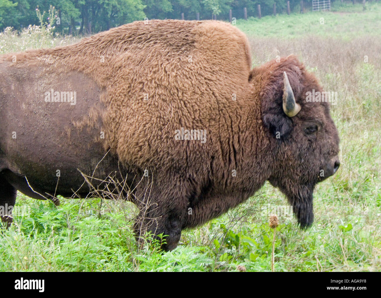Bison ranching hi-res stock photography and images - Alamy