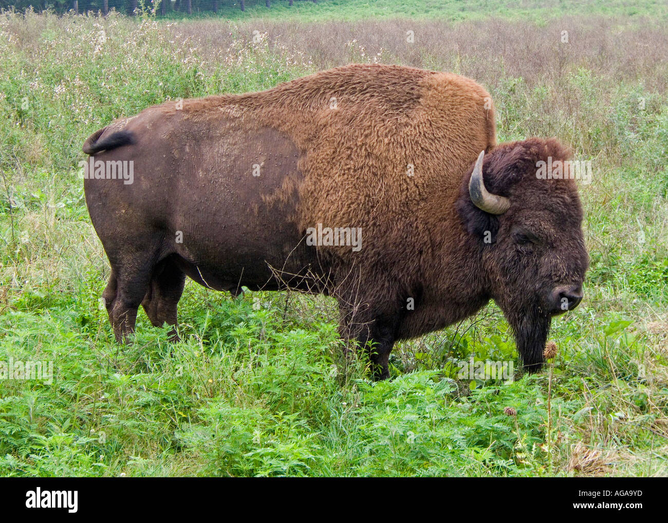 Bison ranching hi-res stock photography and images - Alamy