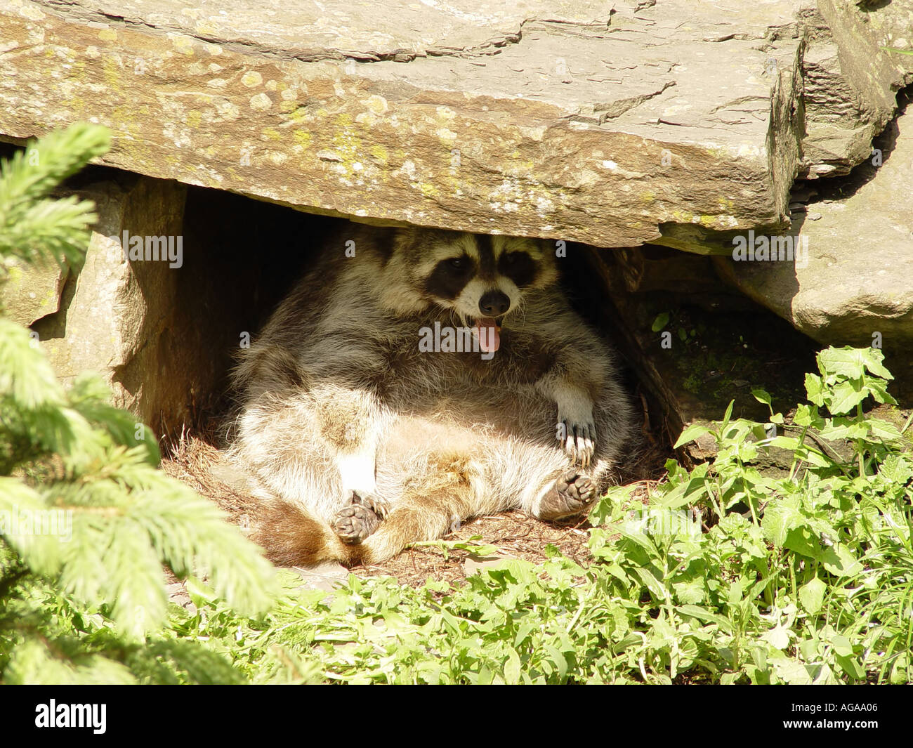 Funny raccoon hi-res stock photography and images - Alamy