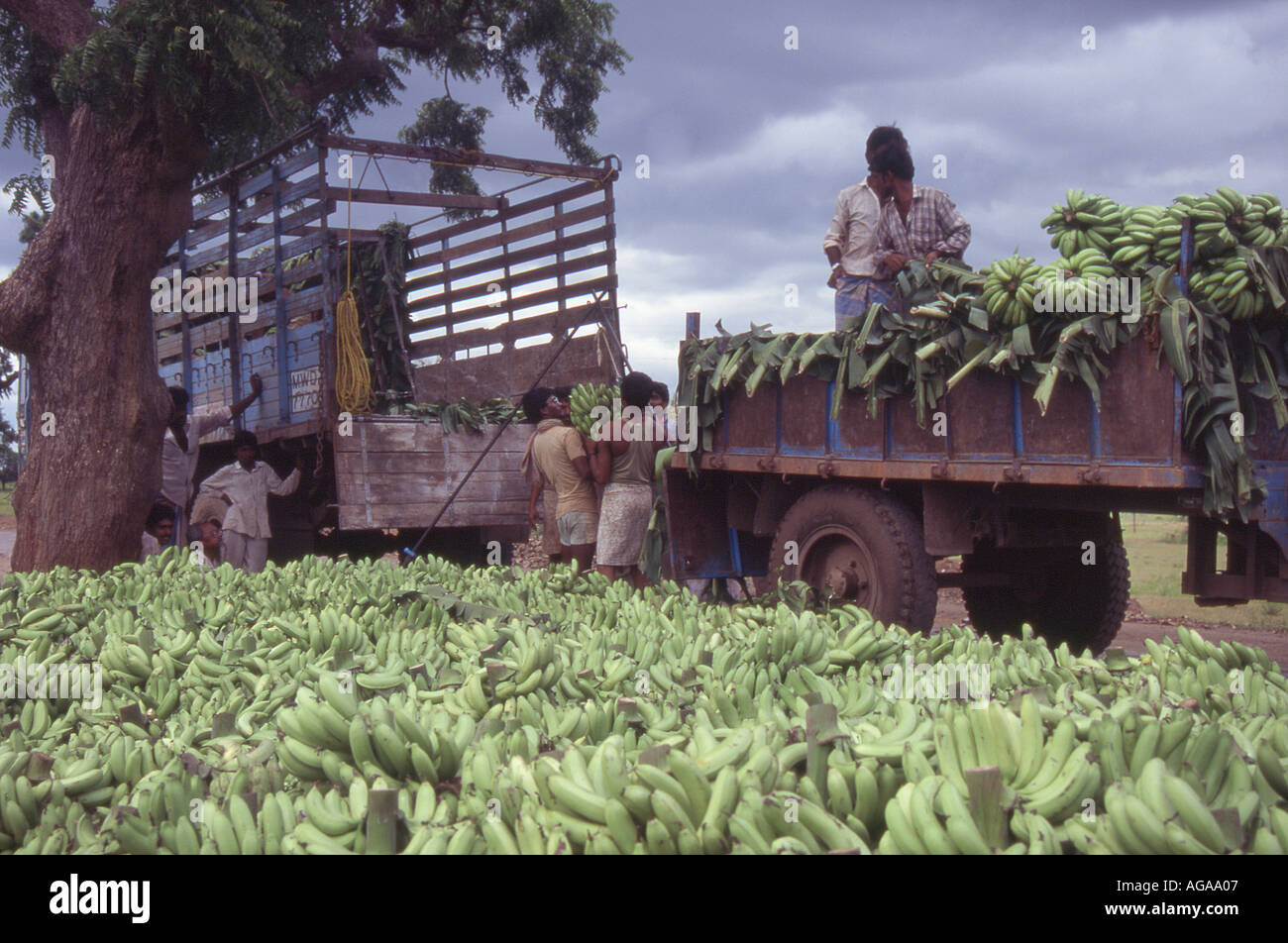Banana harvest hi-res stock photography and images - Alamy