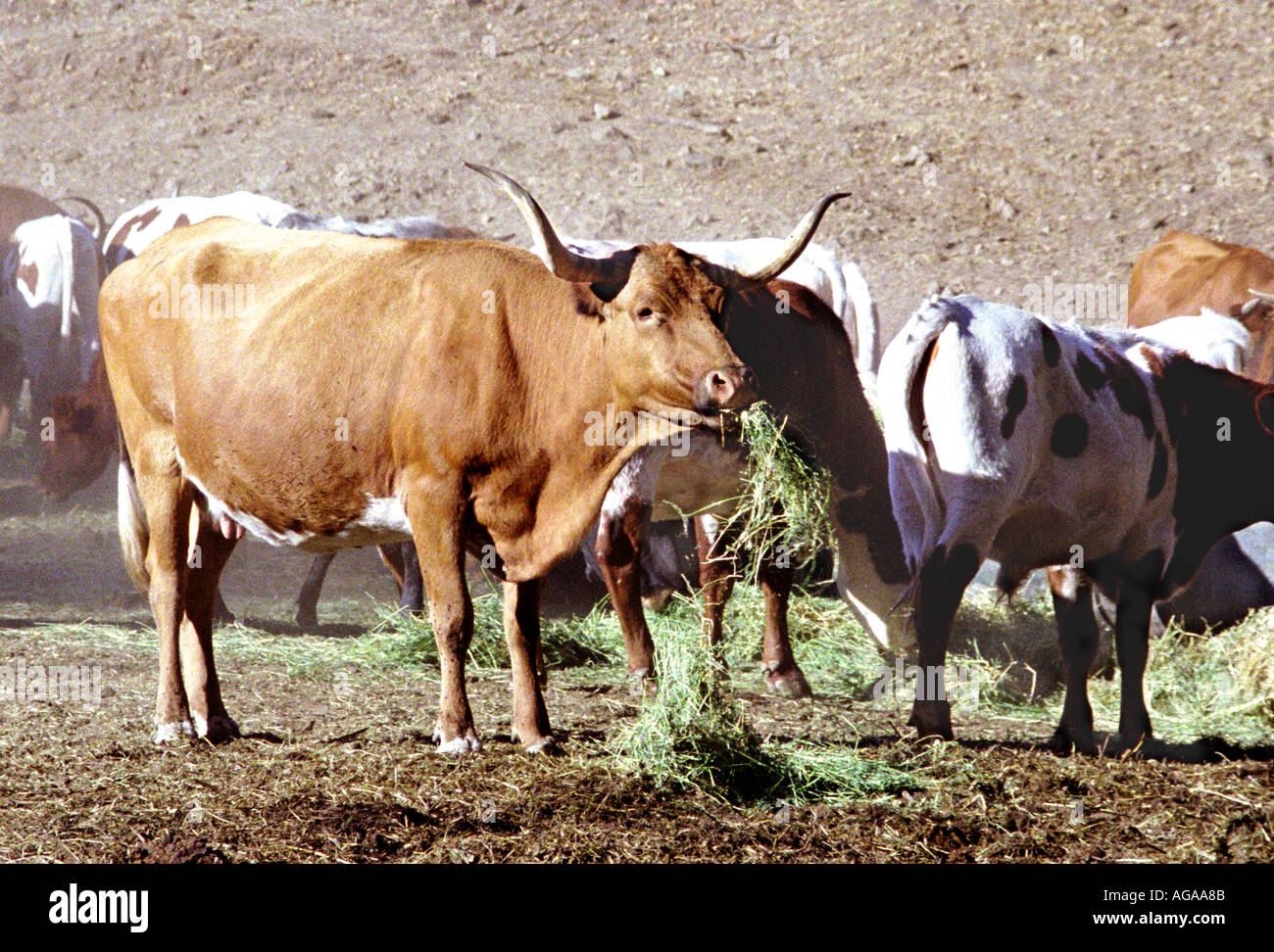 Longhorn cattle in Napa Valley outside Yountville California summer ...