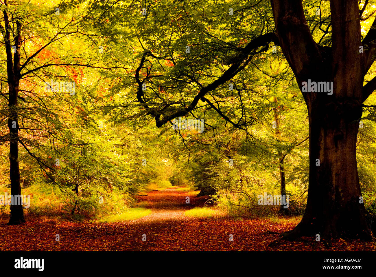 Autumn colours in Savernake Forest, near Marlborough, Wiltshire ...