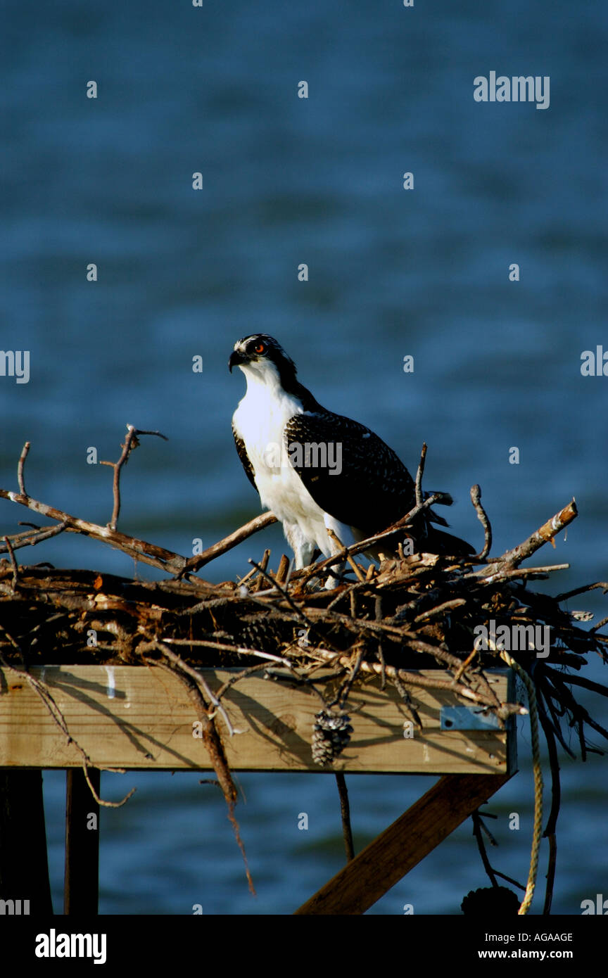 Raptor nesting platform hi-res stock photography and images - Alamy