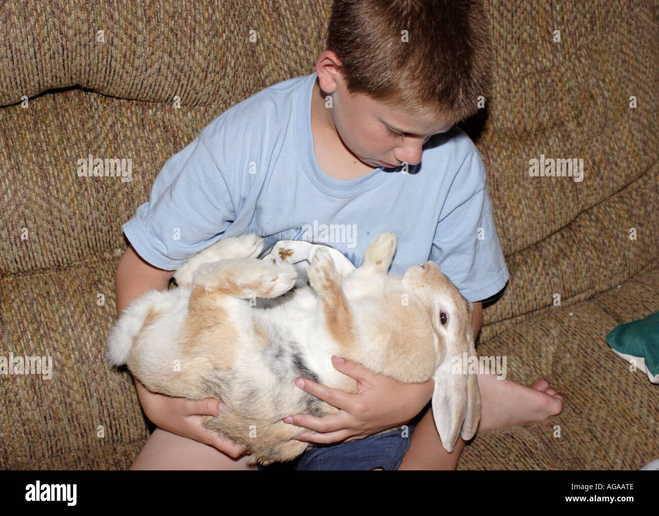 Boy lovingly holds his very large rabbit Stock Photo - Alamy