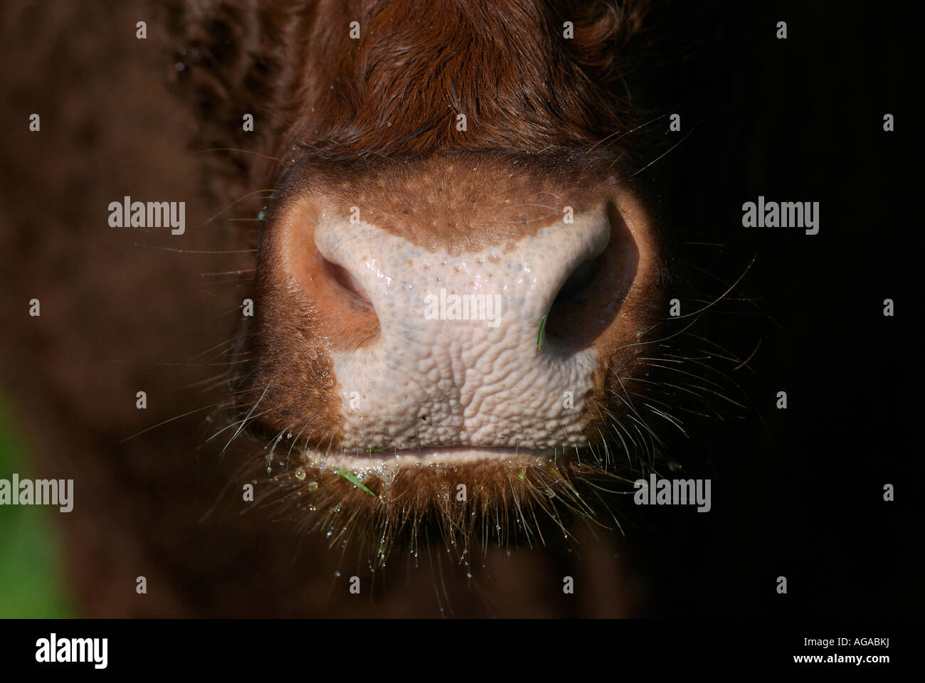 Muzzle of Salers cow Stock Photo - Alamy