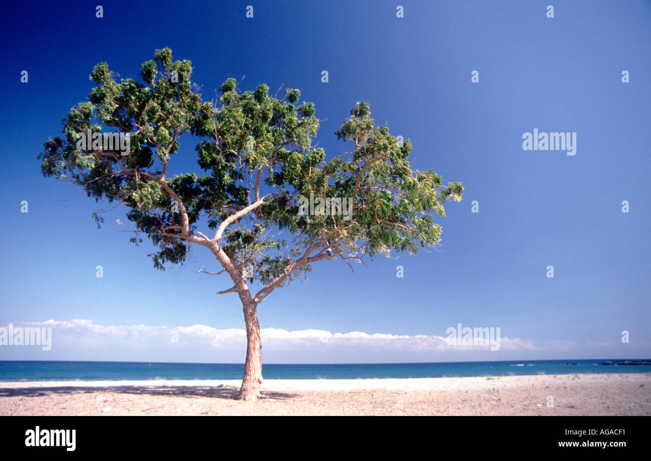 Tree On Al Bustan Beach In Muscat The Capital Of Oman Stock Photo - Alamy